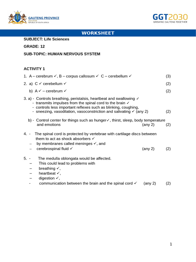 Human Nervous System Worksheet SOLUTIONS Edit | PDF | Myelin | Neuron