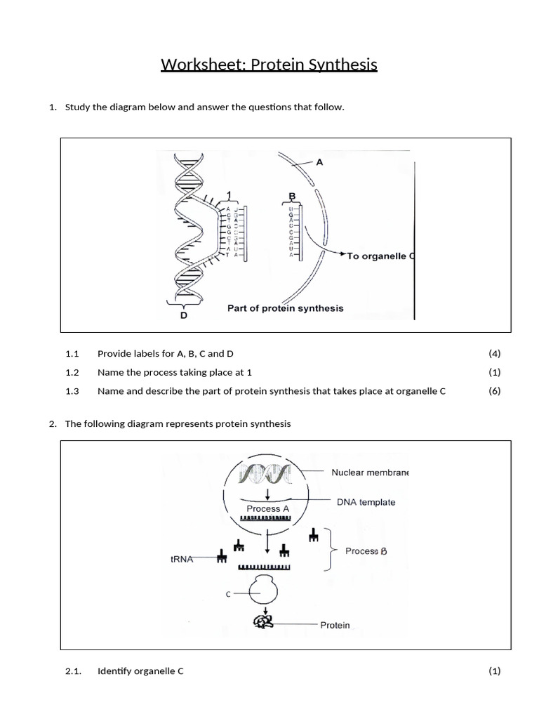 Protein Synthesis Worksheet Guide | PDF | Translation (Biology ...
