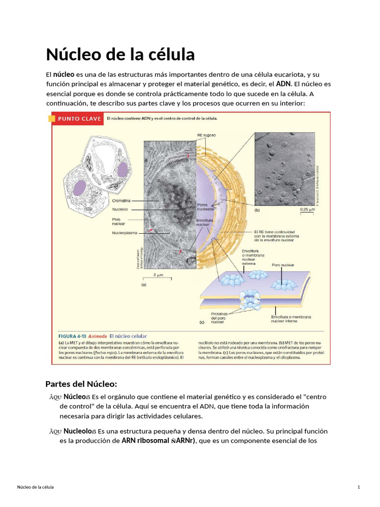 Funciones del Núcleo Celular | PDF | Nucleo celular | Rna