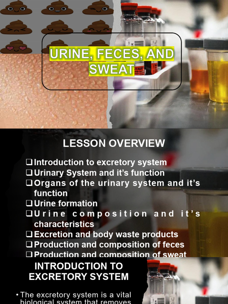 URINE-FECES-SWEAT-CLUSTER-SESSION-BIOCHEM | PDF | Kidney | Urinary System