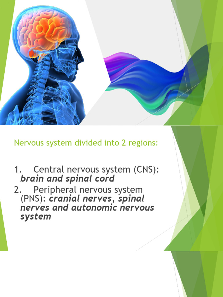 Week-14-Neurological-Assessment | PDF | Brainstem | Central Nervous System