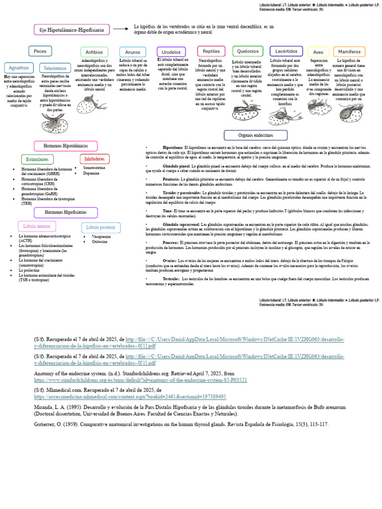Esquema Morfologia | PDF | Glándula pituitaria | Endocrinología