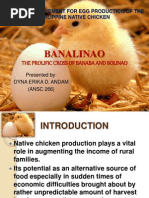 Different Types of Philippine Native Chicken | PDF | Chicken | Agriculture