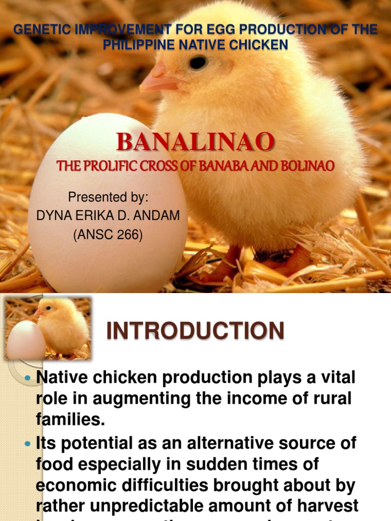 Breeding Plan | PDF | Selective Breeding | Chicken