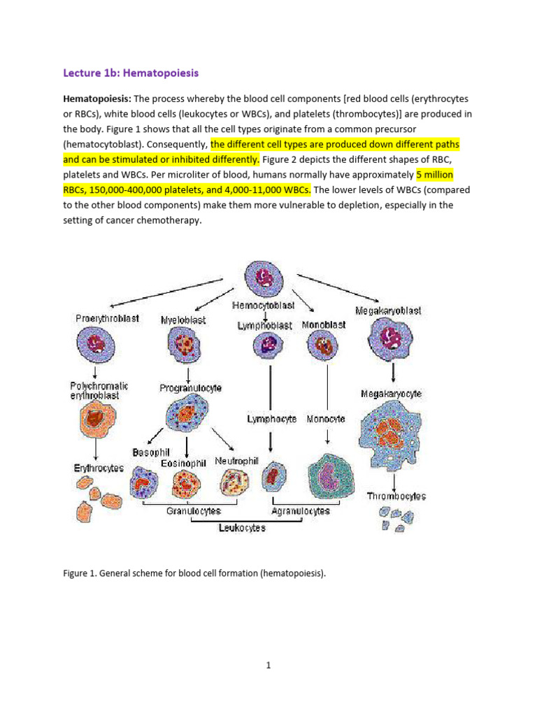 Blood cell formation | PDF | White Blood Cell | Granulocyte
