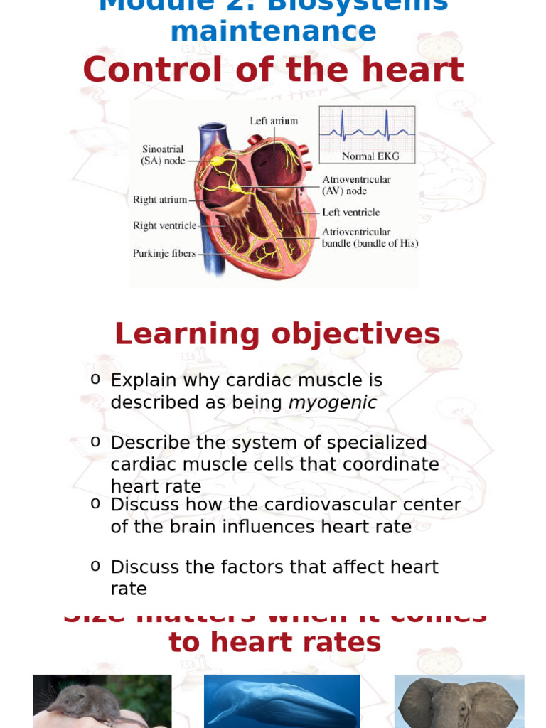 Understanding Heart Control Mechanisms | PDF | Heart | Heart Rate