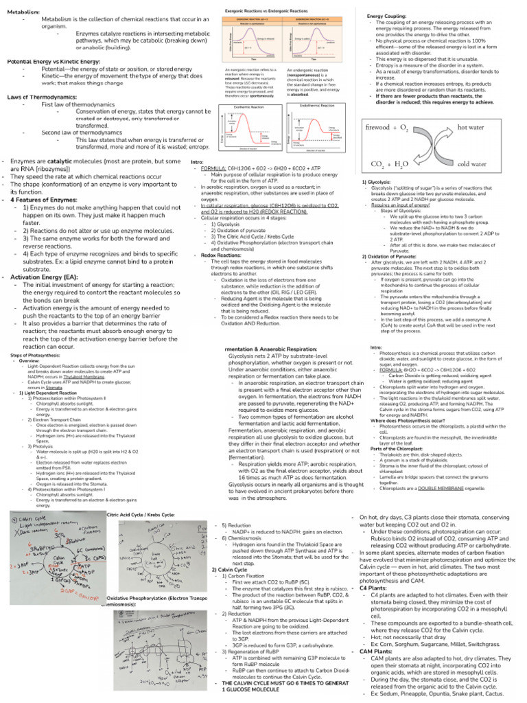Full Bio Study Guide | PDF