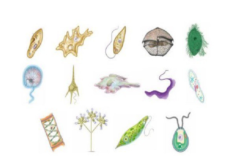 Plansa Protiste | PDF