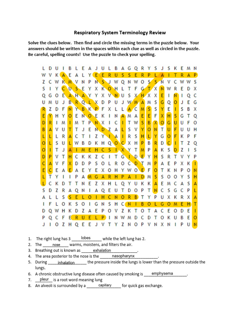 Respiratory Word Search PDF | PDF | Lung | Respiratory System