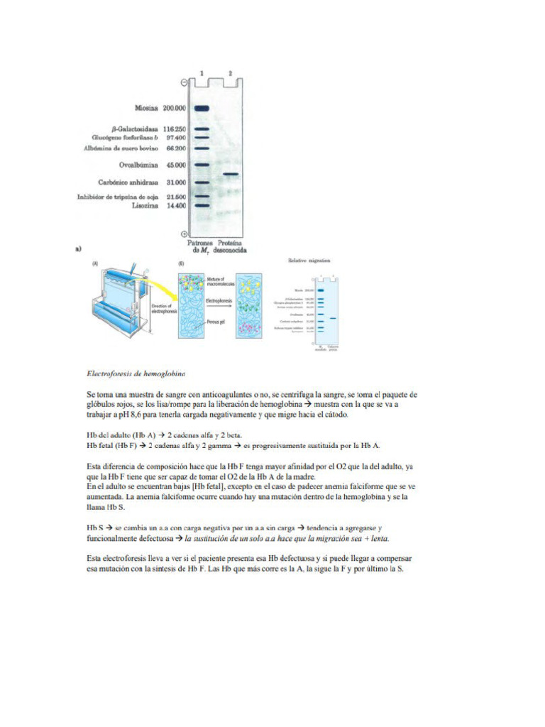electroforesis | PDF