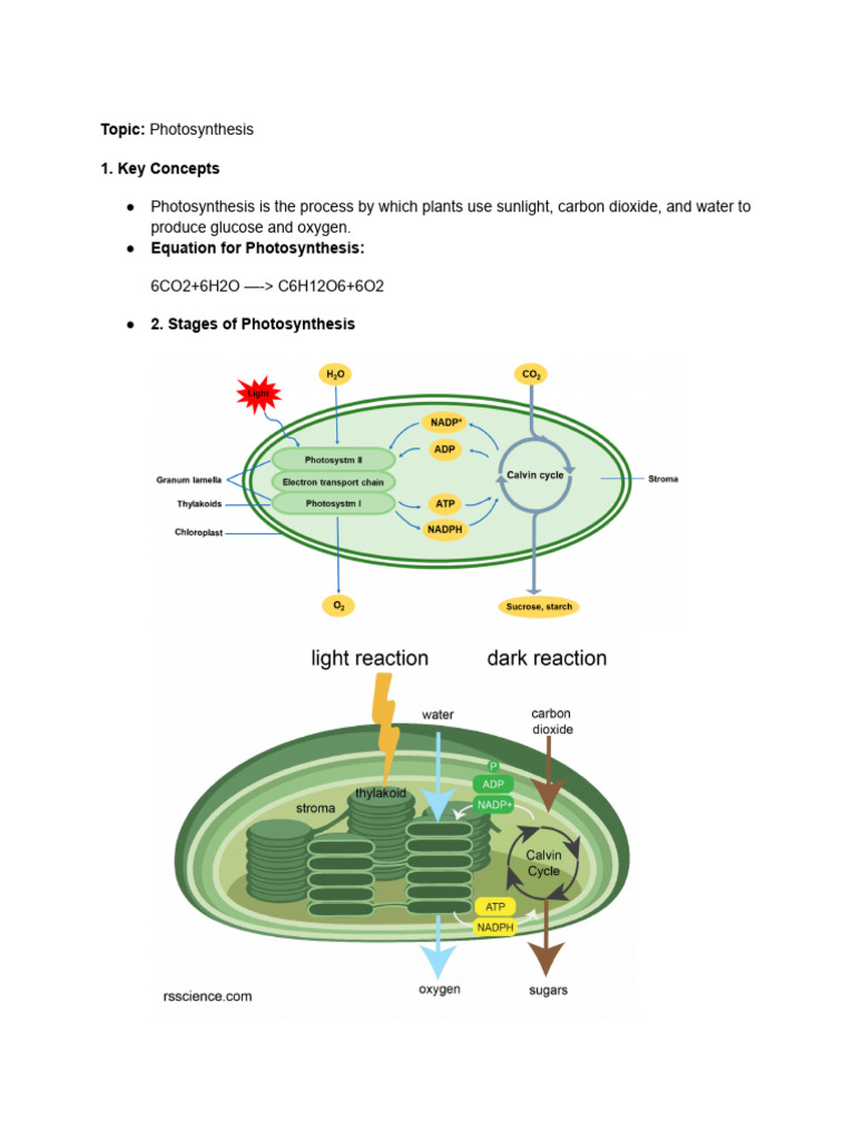 Topic - Photosynthesis 1-6-2025 | PDF