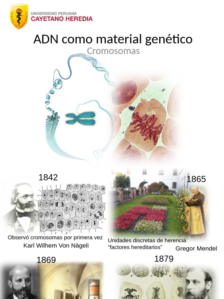 Te 17. El ADN Como Material Genético 2024 II | PDF | Cromosoma | Adn