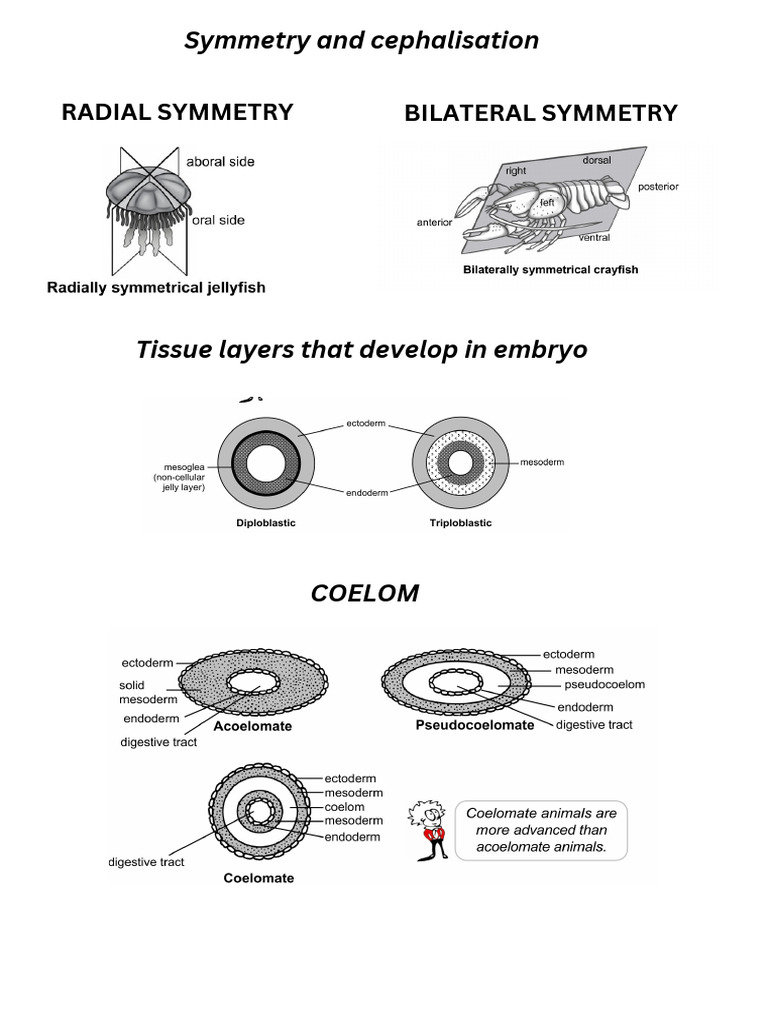 Symmetry and Cephalisation: Radial Symmetry Bilateral Symmetry | PDF