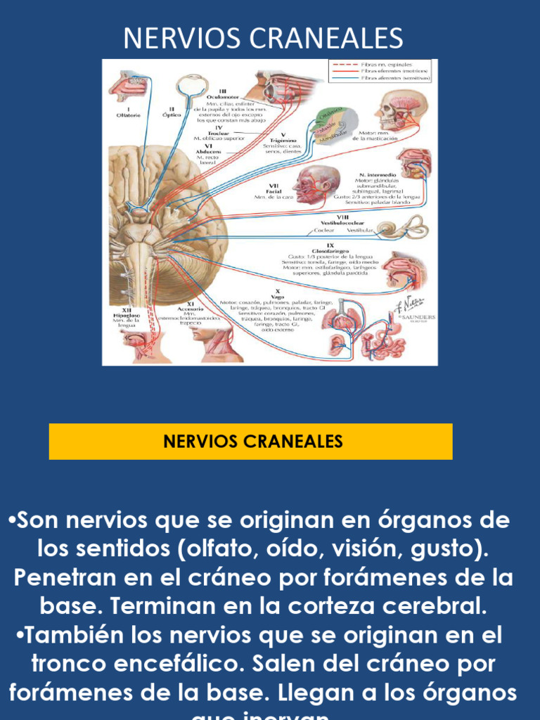 Nervios Craneales | PDF | Nervio vago | Neurociencia
