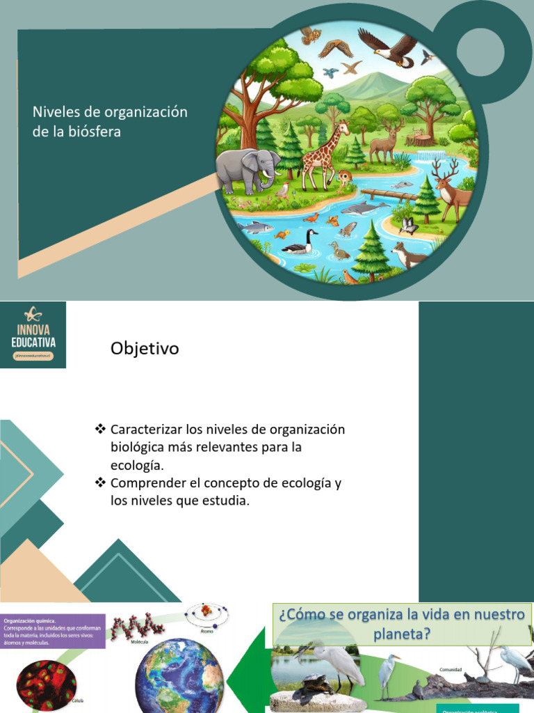 Clase 3 - Niveles de Organización | PDF | Ecología | Ecosistema