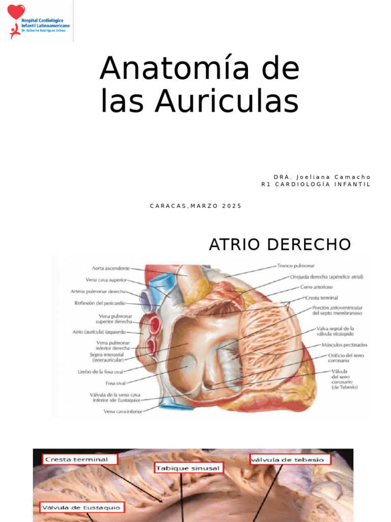 AURÍCULAS | PDF