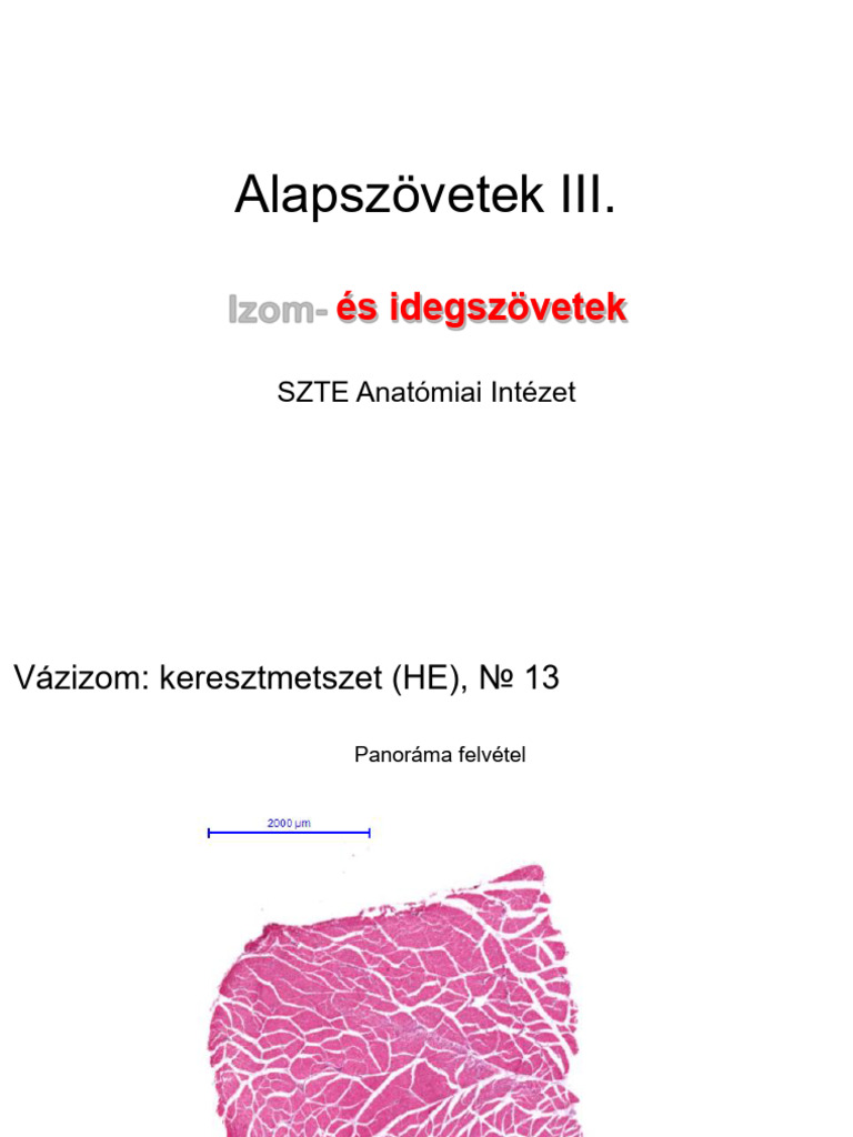 03_Izom_Ideg_2018gv | PDF