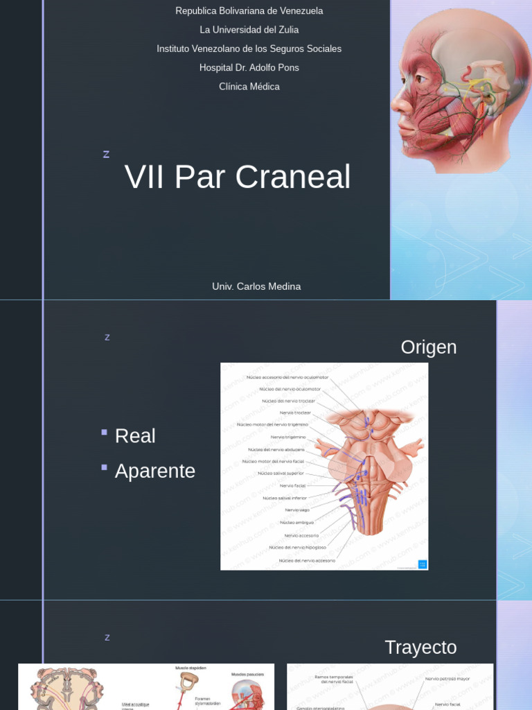 Par Craneal | PDF