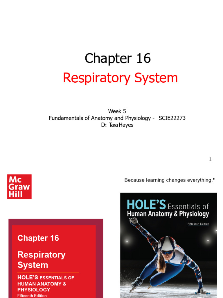 Chapter 16 Rspiratory System | PDF | Human Nose | Respiratory Tract