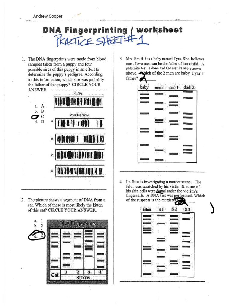 DNA Fingerprinting Practice Sheet #1 | PDF