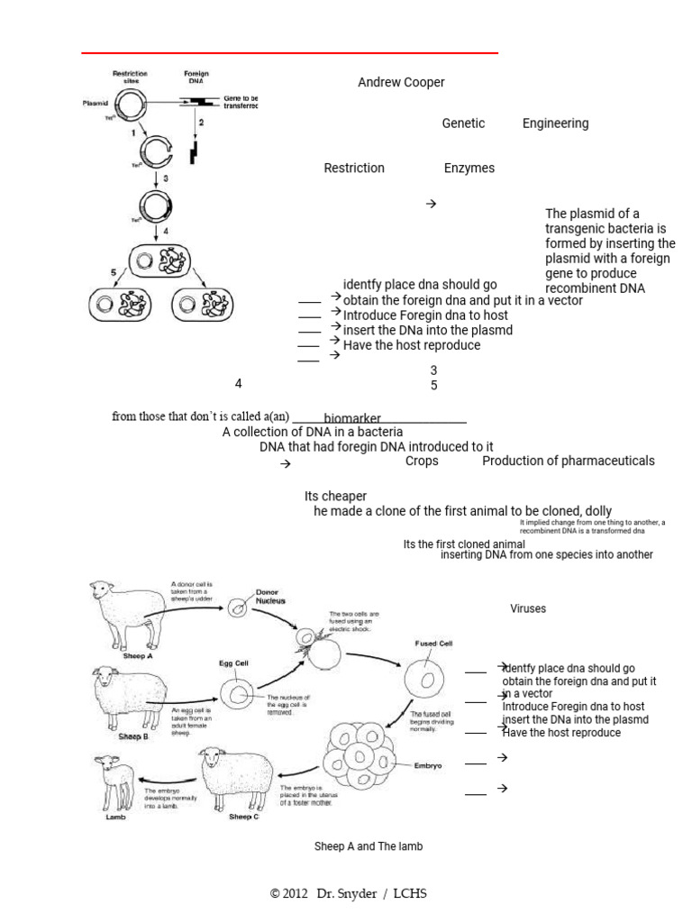 Genetic Engineering Practice Sheet | PDF | Molecular Cloning | Genotype