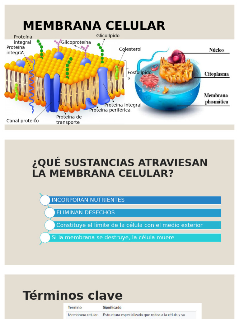 2.membrana Plasmática | PDF