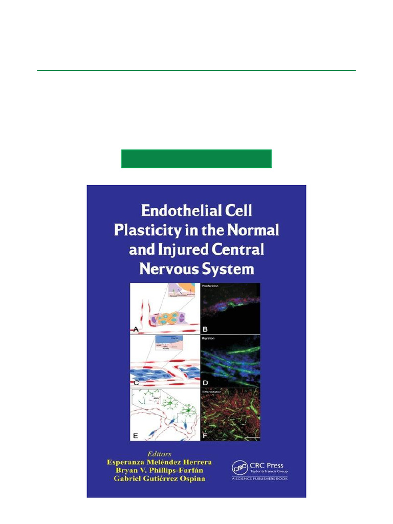 Endothelial Cell Plasticity in The Normal and Injured Central Nervous ...