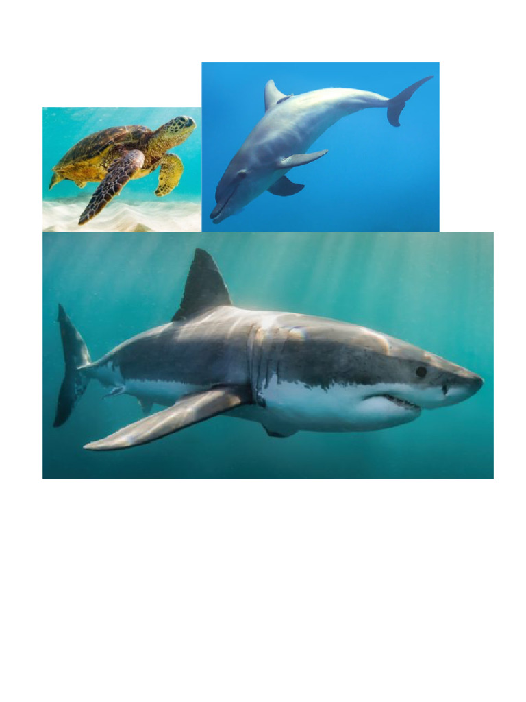Animales Acuáticos | PDF