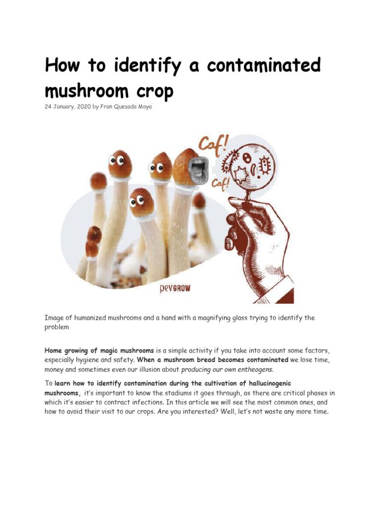 How To Identify A Contaminated Mushroom Crop | PDF | Fungus | Mushroom