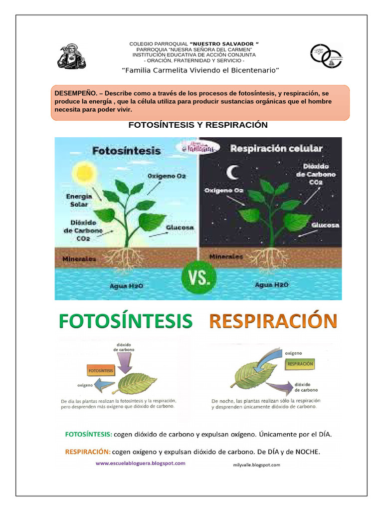 Fotosintesis y Respiración 2º-2021 | PDF