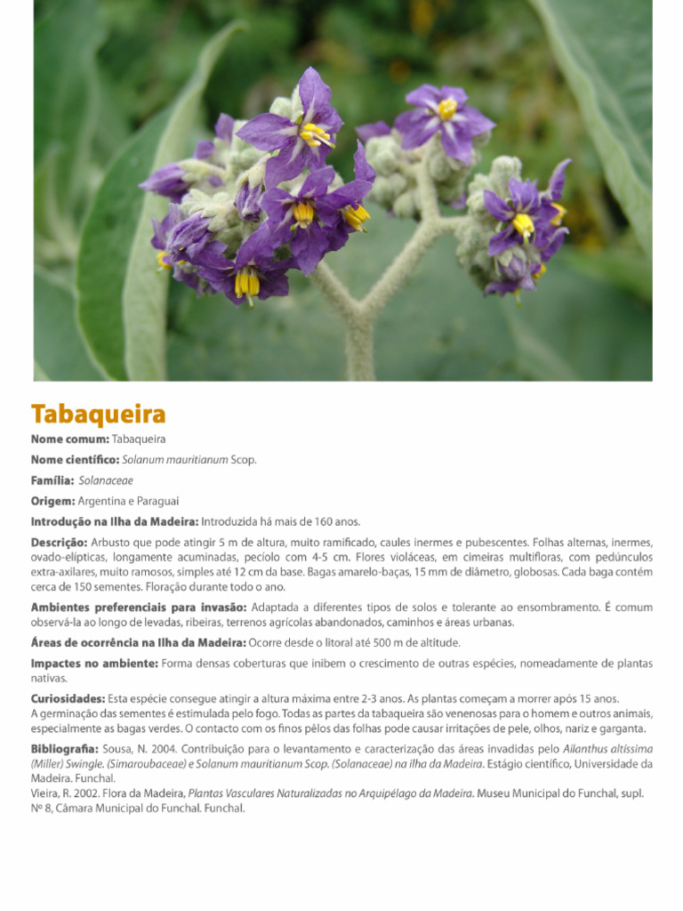 Tabaqueira | PDF