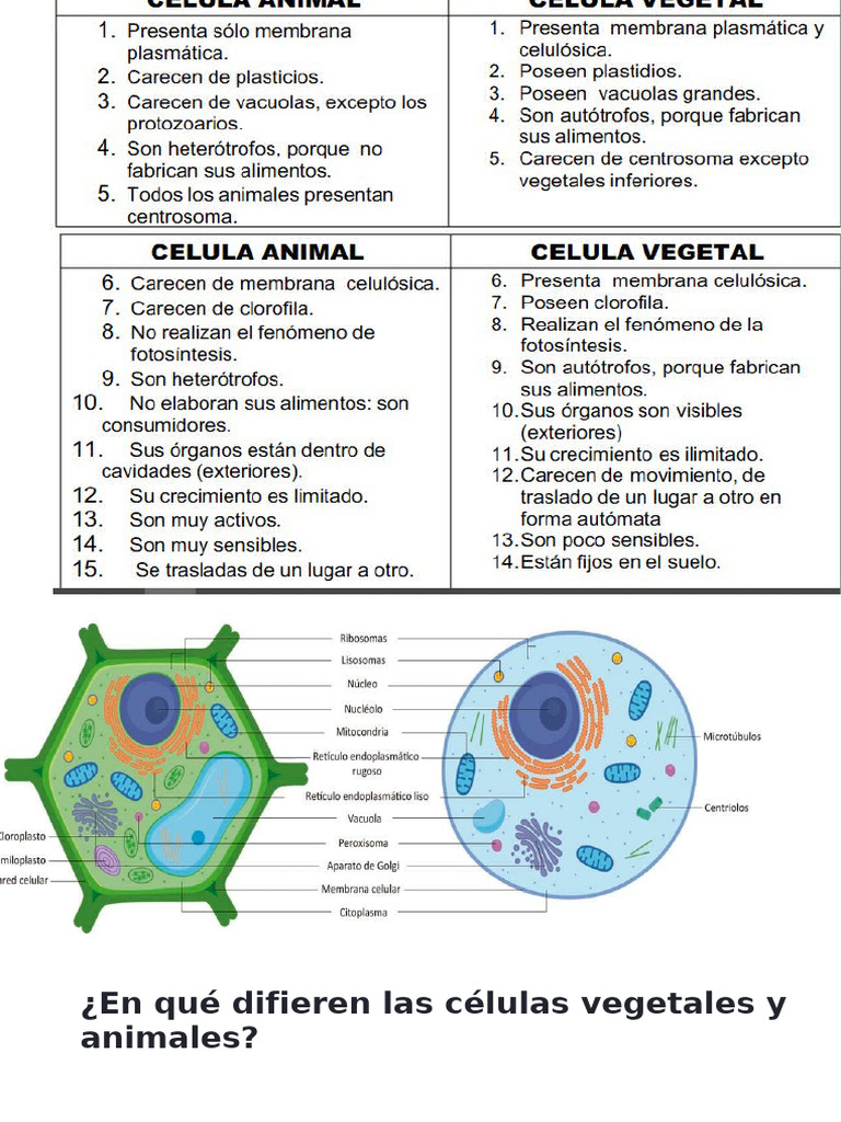 Diferencia Entre Celula Animal y Vegetal | PDF | Biología Celular ...