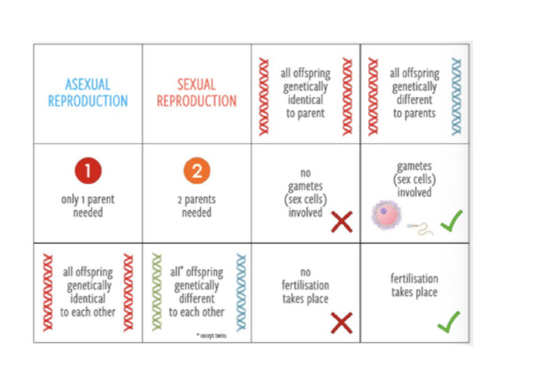 Sexual Asexual Card Sort | PDF