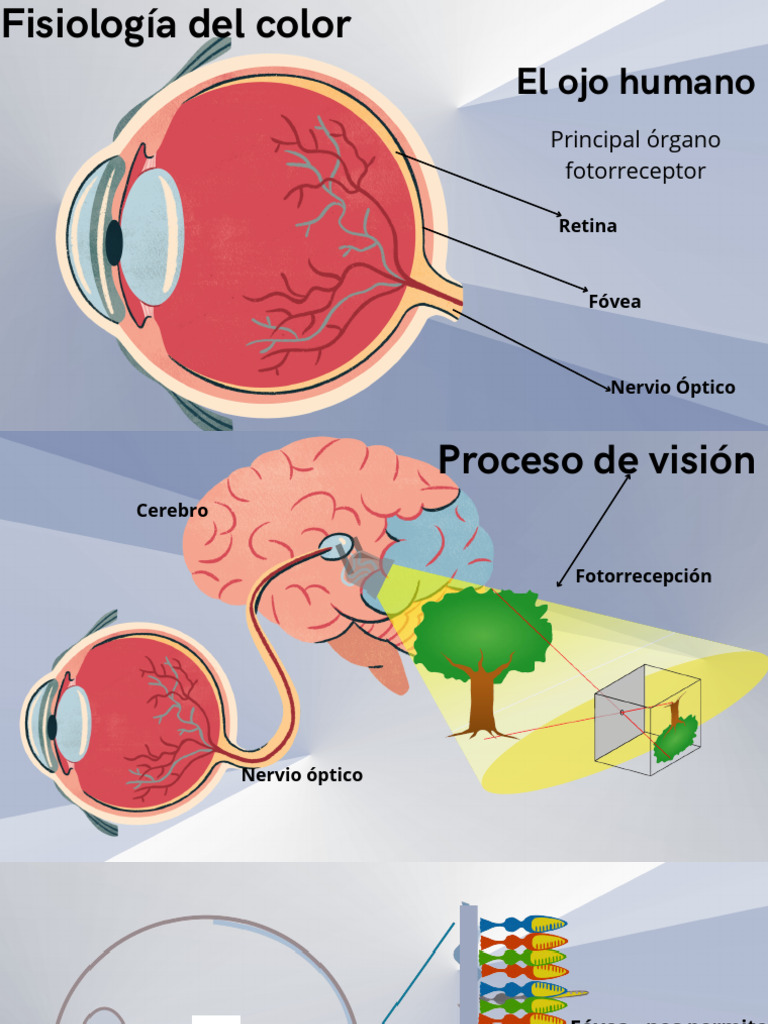 Fisiología Del Color | PDF