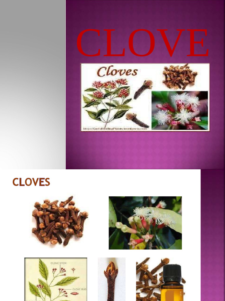 Clovepresentation 150404033949 Conversion Gate01 | PDF | Clove | Analgesic