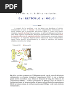 La Célula - Tráfico Vesicular Proteínas COP-I y COP-II | PDF | Retículo ...