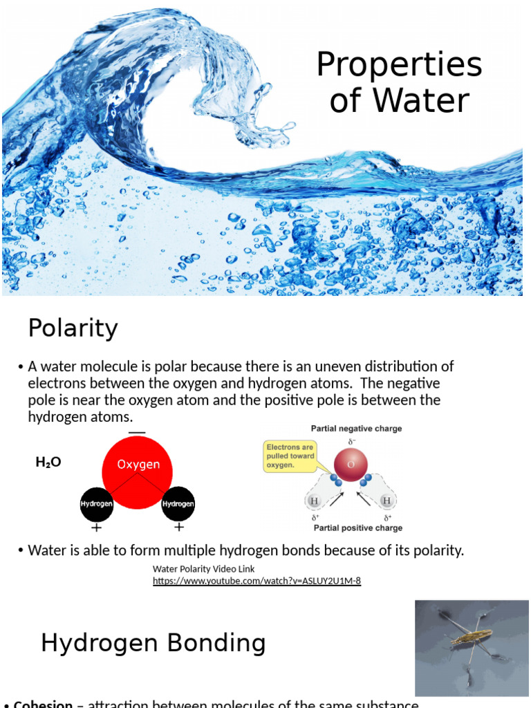 Properties of Water: Polarity and Solutions | PDF