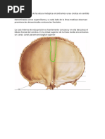 1 Region Superciliar | PDF | Cráneo | Anatomía humana