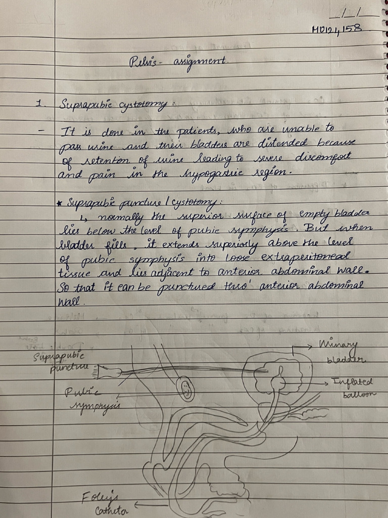 Pelvis Assignment Anat | PDF