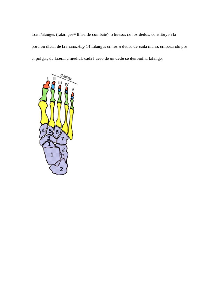 Los Falanges | PDF