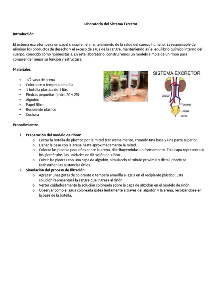 Laboratorio Sistema Excretor | PDF