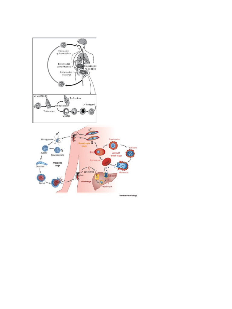 Ciclo biologico | PDF