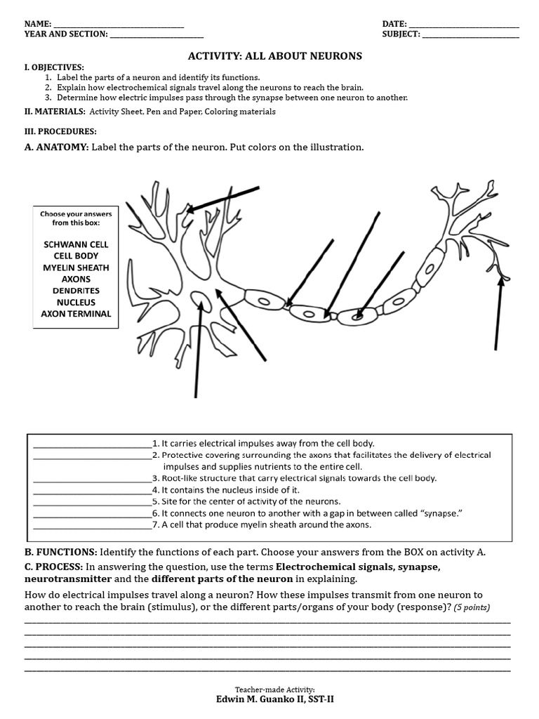 Neuron Anatomy and Signal Transmission Activity | PDF