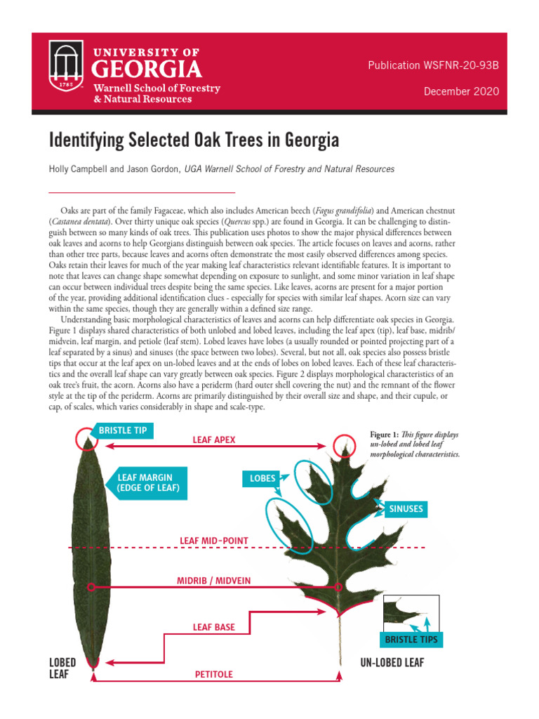 Georgia Oak Tree Identification Guide | PDF | Oak | Trees