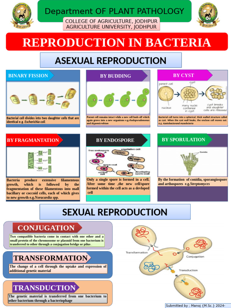 Becteria Poster | PDF