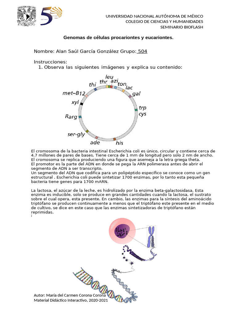Actividad Genomas Anexo 2 | PDF | Cromosoma | Histona