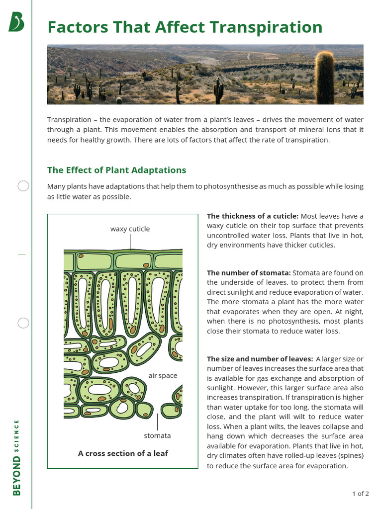 Key Factors Influencing Plant Transpiration | PDF | Stoma | Leaf