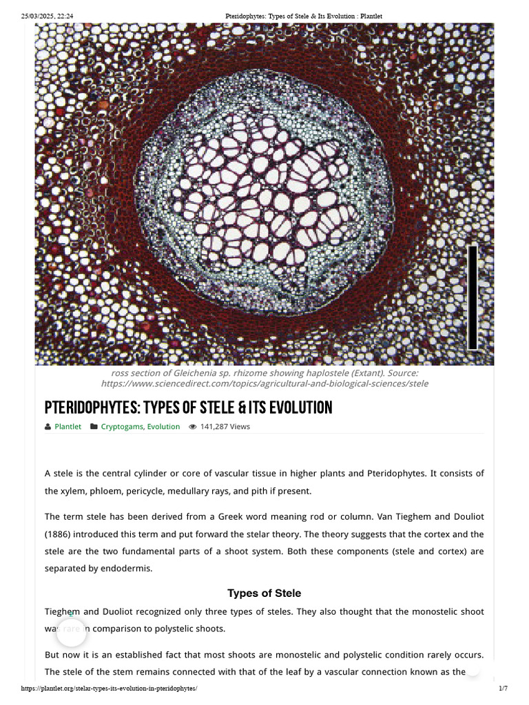 Pteridophytes - Types of Stele & Its Evolution - Plantlet | PDF ...