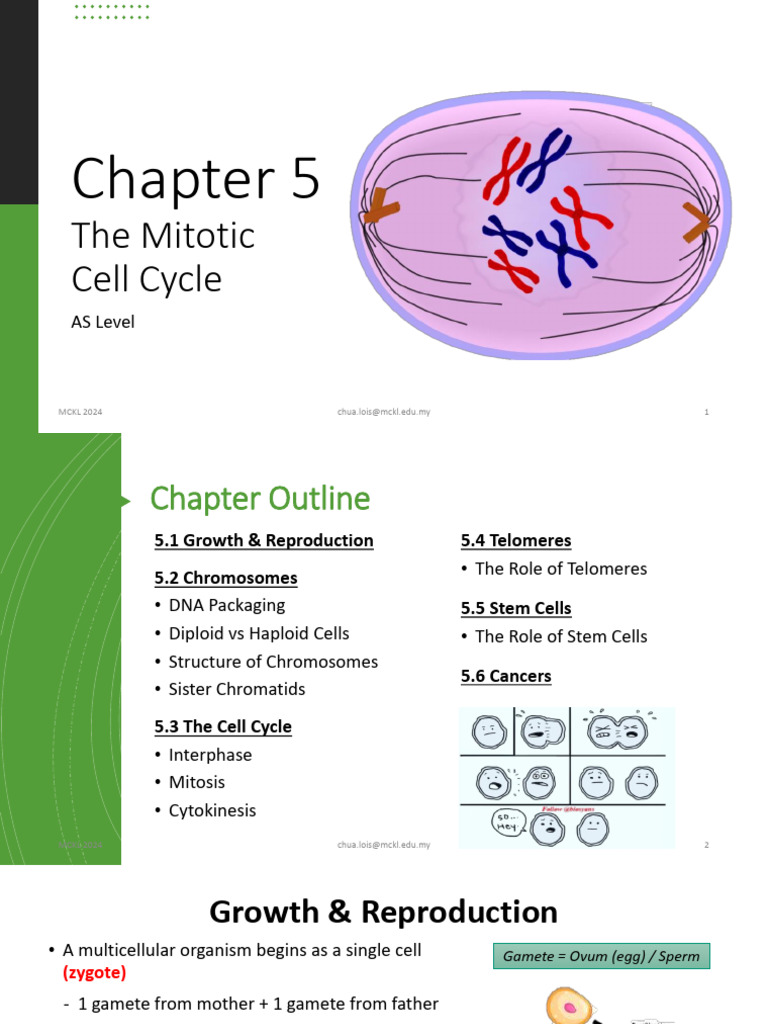 Chapter 5 - The Mitotic Cell Cycle (SV) | PDF | Mitosis | Chromosome