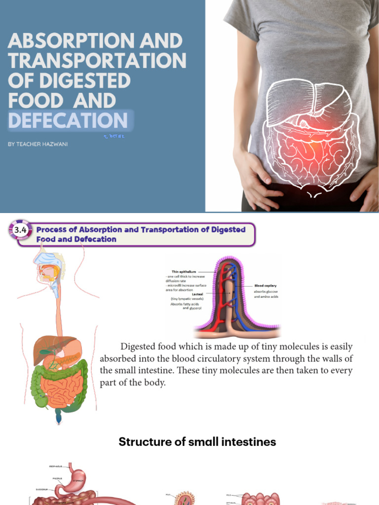 Nutrient Absorption and Defecation Process | PDF | Small Intestine ...